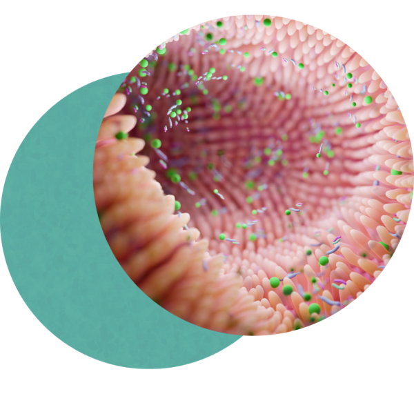 The GI Map - Companion Health Charlotte NC